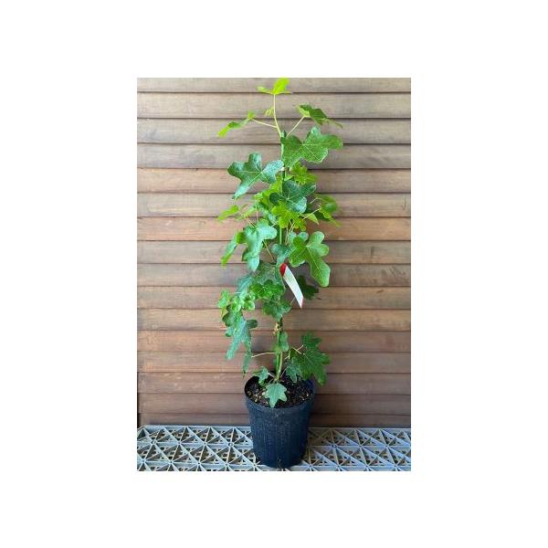 アメリカフウ　ロタンディローバ（モミジバフウ）６寸鉢植え　樹高6０センチ程度ロタンディローバ：丸みを帯びた葉が特徴的なアメリカフウです。