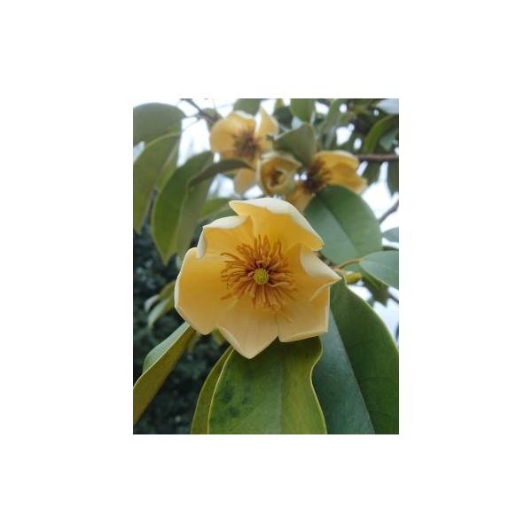 ミケリア　イエローキャンバス6寸ポット植えミケリア　イエローキャンバス：作出過程等の詳細は不明ですが、中国原産かあるいは交配品種のオガタマノキ（ミケリア）の仲間。黄色みを帯びた花を咲かせるのが特徴です。耐寒性にも優れ、放任管理でも芯のたった...