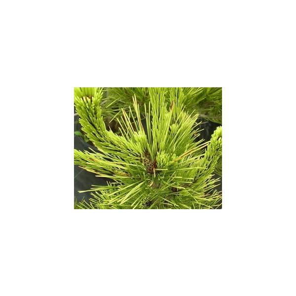 黄金黒松6寸鉢植えマツ科　常緑高木＊クロマツの黄金色の葉を持つ園芸品種で、一年中黄色味を帯びた葉を展開していますが、秋頃から黄色が強くなってきて、冬期にはとても綺麗な黄金葉を見せてくれます。とりわけ冬に、朝日や西日を浴びている姿を逆光で眺め...