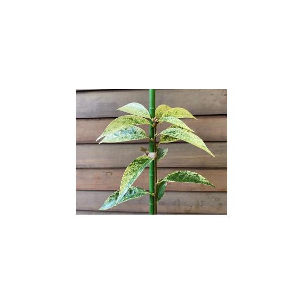 斑入りアラカシ　接ぎ木６寸鉢植え　樹高センチ程度ブナ科常緑広葉樹公園などに植えられている丈夫なアラカシ。本品種はそのアラカシの斑入り葉品種です。新芽は赤みがあり、その後白い散斑になり、その後緑色が強くなります。新葉のころが一番美しいですね！