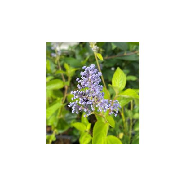 カリフォルニアライラック（半耐寒性セアノサス）　ベルサイユ青色の花を咲かせる人気の花木。　落葉性セアノサス4ポット植え半耐寒性落葉中低木花期：5月〜7月頃耐寒性がある落葉性のセアノサス。地植えが可能ですが、極端に寒い地域はでは鉢上での管理を...