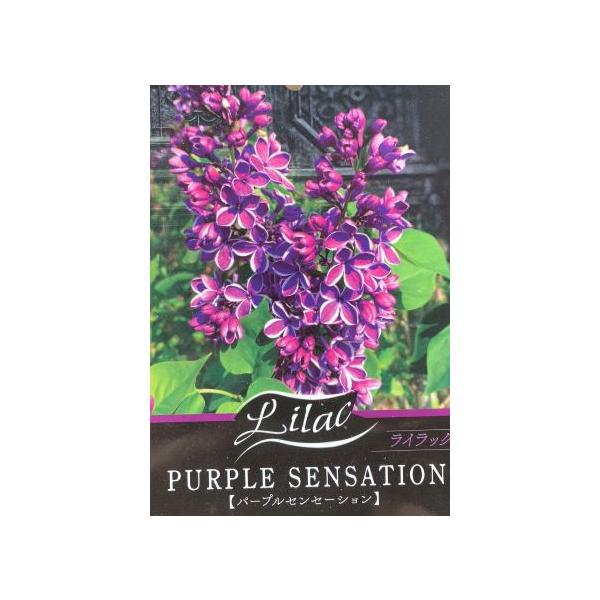 ライラック　パープルセンセーション規格：4寸ポット植え接ぎ木1年生苗樹高：30cm程度パープルセンセーションは、ワイン色で人気のセンセーションの枝替わり品種。ブッシュ樹形に育ち、濃紫で花弁の縁が白くなるとても美しい品種で芳香ありです。