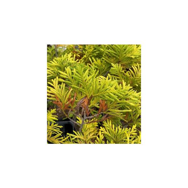 ヨーロッパゴールド4寸ポット、高さ30〜40センチ内外黄金色の葉をもつニオイヒバの仲間。 葉からは柑橘系のにおいがし、 成長が遅く管理が簡単です