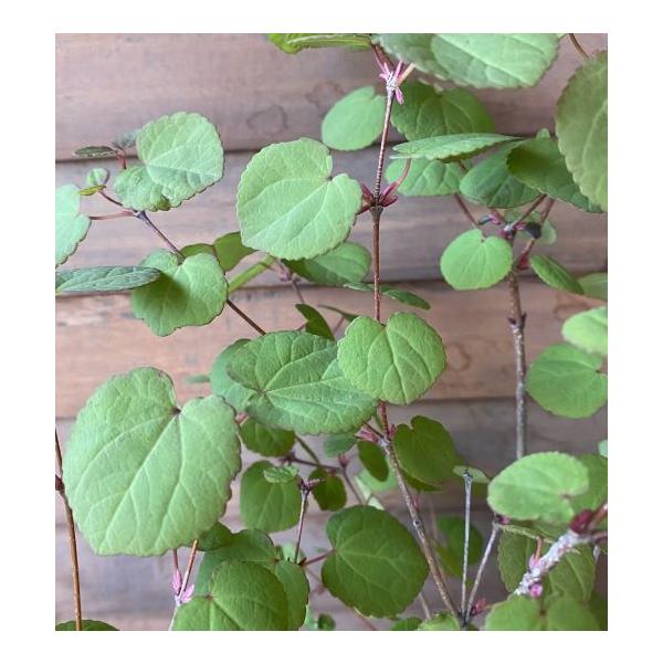 カツラの木５寸鉢植え　樹高60〜80cm内外カツラ科　落葉高木日本の特産樹木夏はみごとなグリーンで、秋は赤橙色の紅葉が楽しめます。