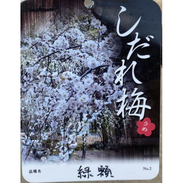 枝垂れ花梅　ハナウメ　枝垂れ緑萼　リョクガク　苗木規格：5寸ポット植え樹高：60〜80センチ程度　接木1〜2年生苗緑萼：（りょくがく）：花は中輪白花で美しい花梅です。野梅系青軸性（やばいけい　あおじくしょう）と言われ、野梅（のうめ）から変化...