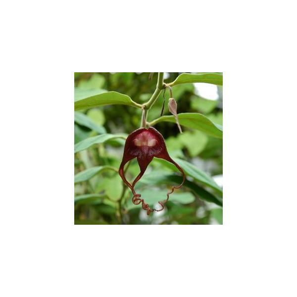 アリストロキア・トリカウダタ　Aristolochia tricaudata5寸ポット植え