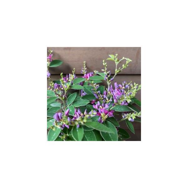 4寸ポット植え　樹高；季節により変化します。萩（ハギ）は、夏の終わりから秋にかけて開花する秋の七草のひとつです。キハギは、漢字で「木萩」と書き、ハギの仲間の中でも茎が木質化して、幹が太く低木らしい姿になることから命名されている。