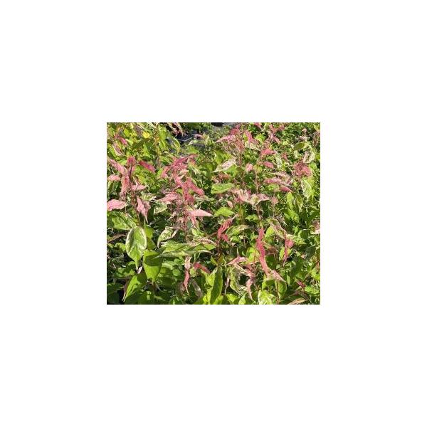 桜　苗木　吉田錦　斑入り山桜　ヤマサクラ規格：６寸鉢植え接ぎ木苗樹高：50〜80センチ程度山桜（ヤマザクラ）は、日本の本州宮城県以西から四国、九州、韓国の済州島の山地に自生する桜です。吉田錦は葉に美しい模様（斑入り）が入るヤマザクラです。