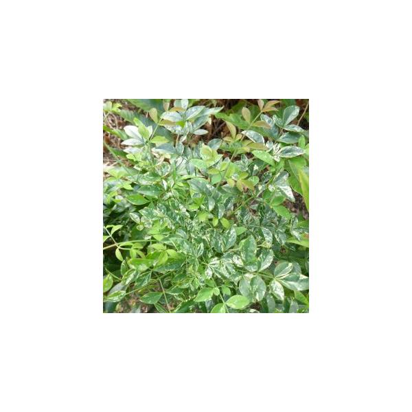 南天　紅烏帽子錦５寸鉢植え本品種は、紅烏帽子（小葉性で樹高が2メートル程度になる直立性の南天）の選抜品種で、葉に美しい白い斑が入る珍品種。■管理のポイント日当たりが良く水はけのよい用土を好みます。耐寒性もあり、関東以南（南東北地方も含む）で...