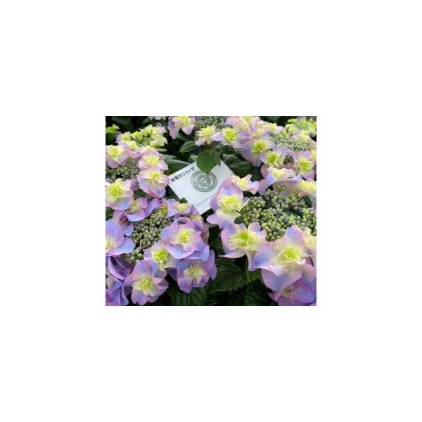 紫陽花　最高の晩餐　PVP9センチポット　樹高10センチ程度最高の晩餐：咲き始めから徐々に色が濃く変化する、また土壌によっても色合いが変化する。重なるような花弁が豪華な八重咲き品種。