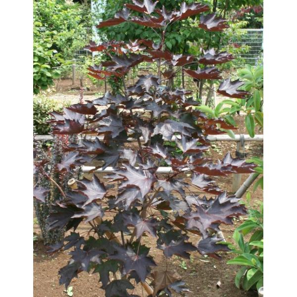 ノルウェーカエデ　クリムゾンキング耐寒性落葉高木４寸ポット植え　樹高15〜25センチ程度ノルウェーカエデ　クリムゾンキング　は、光沢がある紅紫色の葉が特徴の人気品種。日向を好み耐寒性もある美しい楓です。