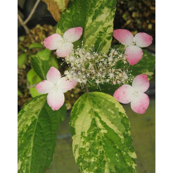 紅錦　クレナイニシキ　：山紫陽花　ヤマアジサイ9センチポット植え紅錦（クレナイニシキ）：紫陽花は、名前のとおり紅色のとても美しい人気品種です。本品種はクレナイの枝替わりで、黄白は掃込斑が入る美しいヤマアジサイです。