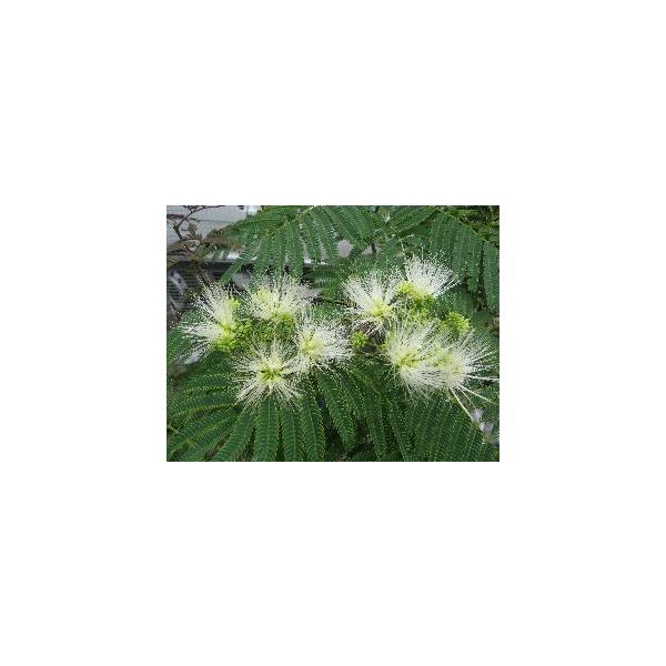 ネムノキ（合歓の木） 白花　日本産の在来種３寸ポット植え　挿し木ネムノキ科　落葉高木耐寒性：強夜になると葉が閉じることから、命名された。花は白花で、希少な在来種です。