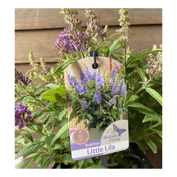 ブッドレア　　リトルリラ（バタフライキャンディーシリーズ） 品種名称：Botex 004フジウツギ科  耐寒性落葉低木花期；初夏〜晩秋　耐寒性：-18度樹高：80センチ程度、樹幅：80センチ程度5号ポット　＊バタフライキャンディーシリーズは...