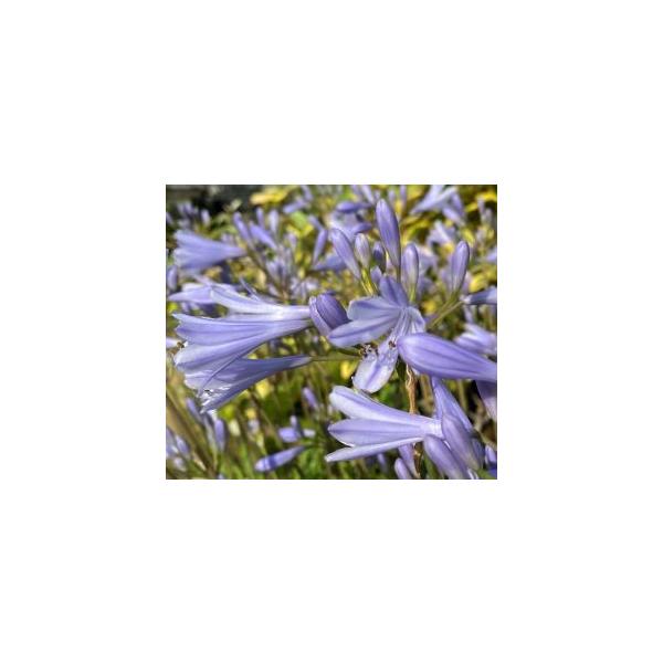 ヒメアガパンサス、多年草球根植物５寸鉢植え開花期：初夏普通のアガパンサスは１ｍ程に大きくなりますが姫アガパンサスは３０ｃｍほどで開花します。耐寒性もあり強健なので植えたままでも大丈夫です。またよく増えて、育てやすい花です。