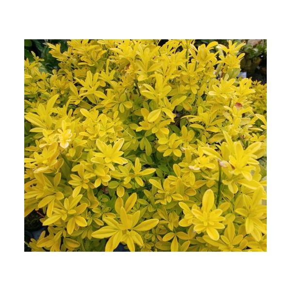 雲南黄梅（ウンナンオウバイ）　黄金葉　３寸ポット、高さ２０センチ程度、挿し木苗鮮やかな黄金葉の雲南黄梅、黄花。常緑半蔓性低木、開花期：春日当たりと水はけのよいところに植えつけます。暑さ寒さに強く性質は強健。