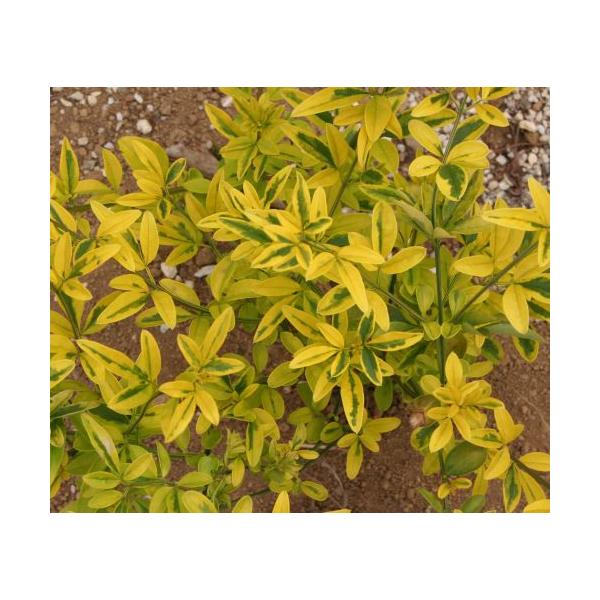 雲南黄梅（ウンナンオウバイ）　黄覆輪斑葉　３寸ポット、高さ２０センチ程度、挿し木苗鮮やかな黄覆輪斑葉の雲南黄梅、黄花。常緑半蔓性低木、開花期：春日当たりと水はけのよいところに植えつけます。暑さ寒さに強く性質は強健。