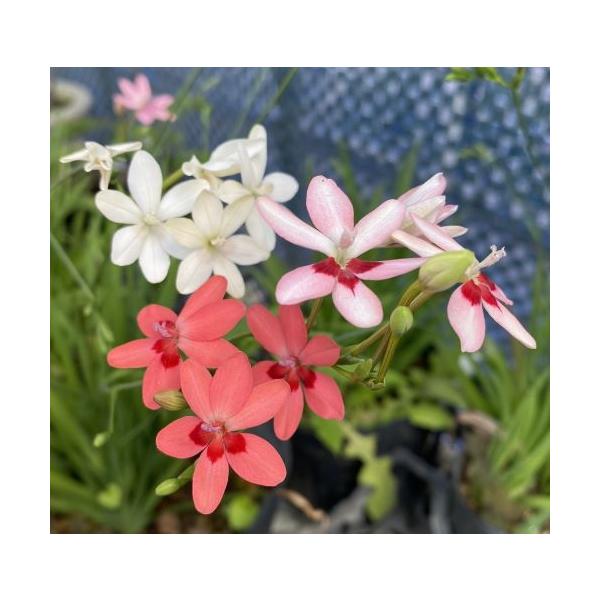 姫ヒオウギ　ヒメヒオウギ9センチポット植え、3〜4球入りアヤメ科、原産地：南アフリカ、開花期：3〜6月この花の名前はアノマテカ、夏は休眠をするので地上部がなくなります。ヒメヒオウギアヤメ（姫緋扇菖蒲）とも言われます。花色はミックスになります。