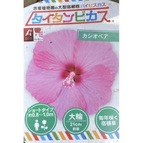 タイタンビカス　カシオペア<br>＊くせのない爽やかなピンクの大輪花です、丈はショートタイプで７月上旬より開花し、夕方17時ごろまで咲き続きます。アオイ科非耐寒性宿根草3.5寸ポット苗（お届け時期により、地上部が無い、又は摘心済...