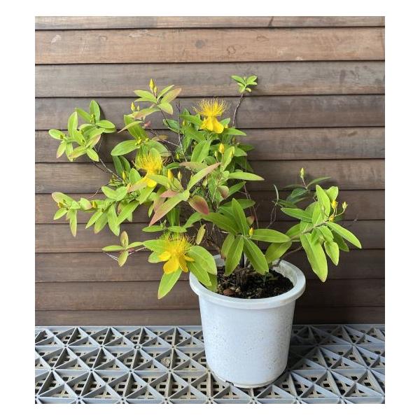 ビジョヤナギ（美女柳）別名：ビヨウヤナギ（未央柳） 　ビョウヤナギ６寸鉢植えオトギリソウ科　　オトギリソウ属　　半落葉低木 学名　Hypericum chinense var. salicifolia 開花期6〜7月 ■育て方のポイント肥沃...