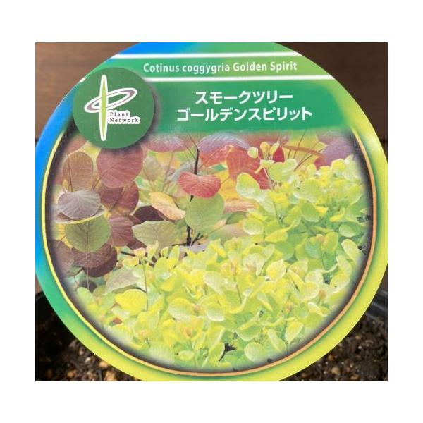 スモークツリー　ゴールデンスピリット＊黄金葉のスモークツリーです。芽吹きは爽やかなライムグリーンで鮮やかな黄金色に変化します。花はピンク色で、秋にはオレンジ色から赤く染まる紅葉も美しいです。日当たりの良い場所で育ててください。＊種苗登録出願...