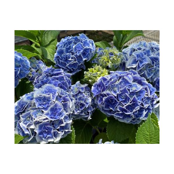 9センチポット　樹高10センチ程度アジサイ　凰龍（品種登録申請中）：花に白覆輪斑が入る豪華な八重咲きの手毬咲き紫陽花。花色は土壌により変化します。