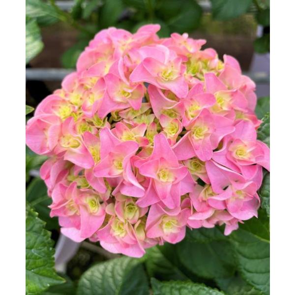 9センチポット　樹高10センチ程度アジサイ　恋音（品種登録申請中）：花は鮮やかなピンクと淡いグリーンの八重咲きで立体感のある大きな花弁が美しい紫陽花です。