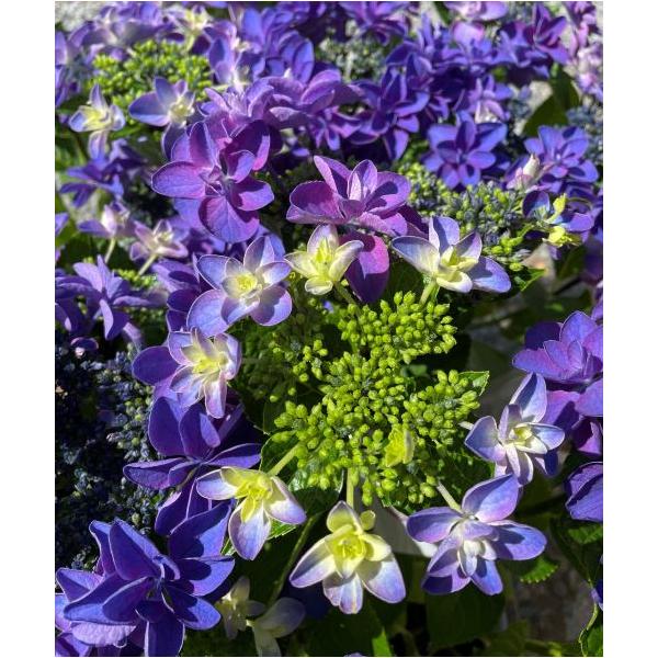 9センチポット　樹高10センチ程度アジサイ　恋恋（品種登録申請中）：濃い花色の八重咲きを咲かせるガク咲きの大輪紫陽花。花色は土壌で変化します。