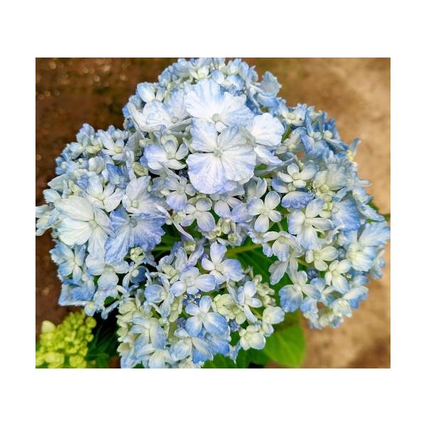 紫陽花　有松9センチポット紫陽花 有松　：ありまつは、咲き始めは白っぽいが、咲き進むと花びらの縁から不規則にブルーに染まっていく美しいアジサイです。種苗法登録番号：28049号