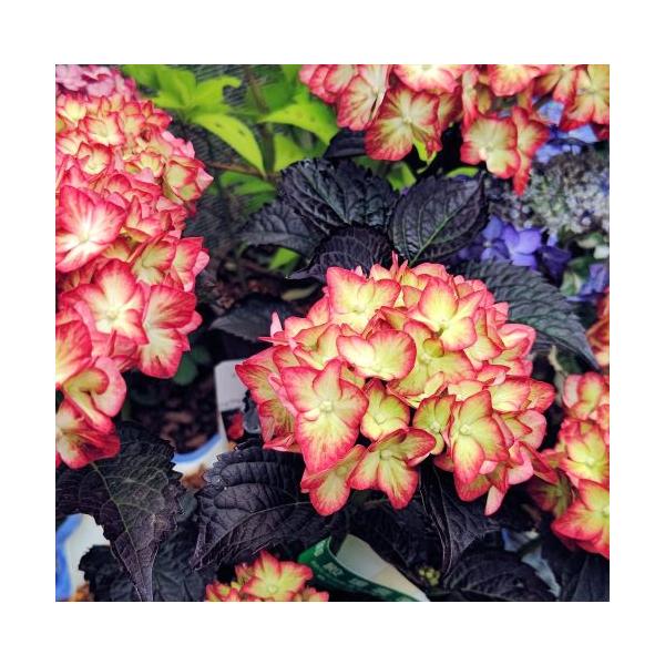 9センチポット　樹高10センチ程度アジサイ　ライトマイファイヤー：ライムグリーン〜花弁の縁に赤いぼかしが入るバイカラー咲きの紫陽花。葉もシックな黒〜銅茶色に変化する。