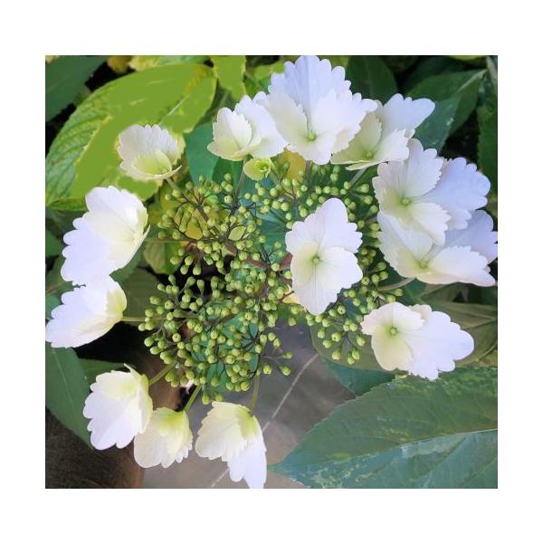 冬アジサイ　：紫陽花　アジサイ9センチポット植え冬アジサイ：紫陽花は、冬の2〜3月頃に白い花を咲かせる早咲きの常緑品種。