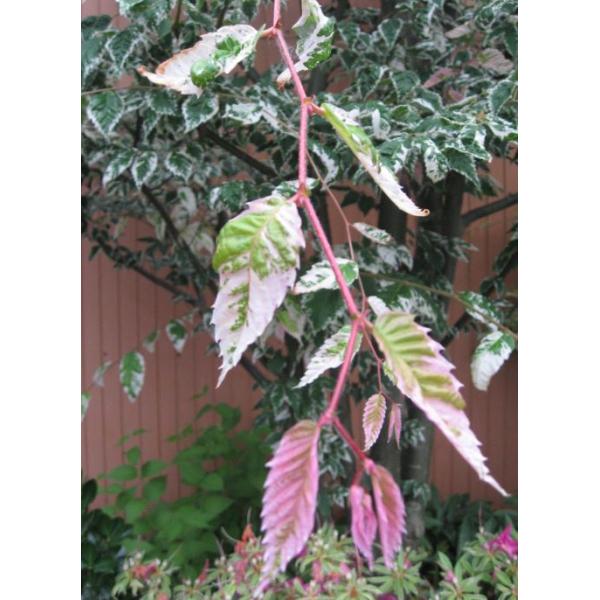 ケヤキ七　五色斑接ぎ木　４寸ポットケヤキ　五色斑：　ピンクがかった新芽が特に美しいケヤキの珍品種。のちにピンク色は消えて白覆輪斑に変わります。