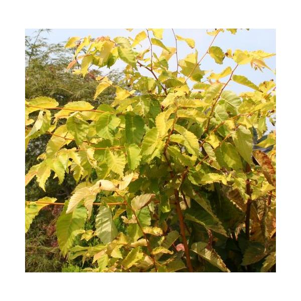 ケヤキ　黄金葉接ぎ木　４寸ポットケヤキ　黄金葉：　葉が鮮やかな黄金色になる人気のケヤキ。