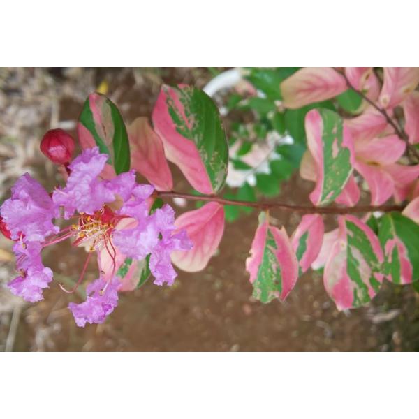 サルスベリ　斑入り葉　3寸ポット植え斑入り葉サルスベリは、鮮やかな白とピンクの掃込斑が入るとても美しい葉をもつサルスベリです。サルスベリ（百日紅）は、夏の暑い時期にカラフルな花を咲かせる人気品種です。木肌がつるつるした特徴をもち、サルも滑る...