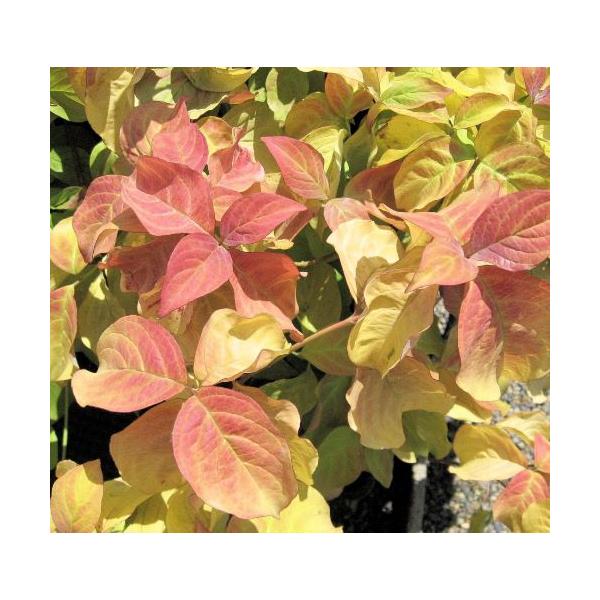 黄金葉花水木　赤花　ハナミミズキ　4寸ポットハナミズキ（花水木）は、北アメリカ原産の花も紅葉も美しい、シンボルツリーの最適な品種です。アメリカから渡ってきた当時、ハナミズキが、日本のヤマボウシに似ていたことから、アメリカヤマボウシ（アメリカ...