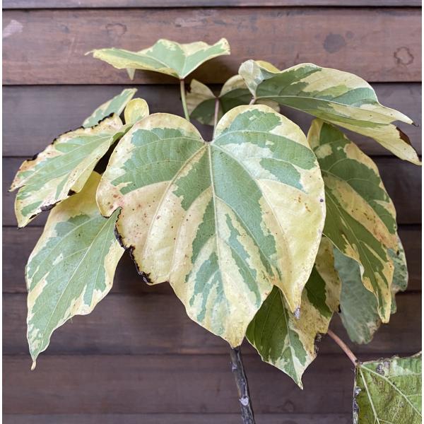 斑入り葉アブラギリ（ベニアブラギリ）　油桐  斑入りアブラギリ>6寸鉢植え　接ぎ木トウダイグサ科　落葉高木