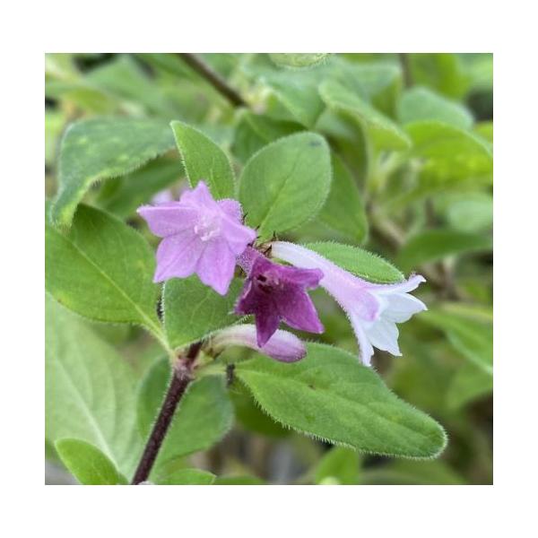 シチョウゲ　（紫丁花）　ブータン3寸ポット植えアカネ科　落葉低木ビロード状の葉をもち、細い枝先に小さな星のような可愛らしい花を咲かせます。花は、白〜薄紫〜濃紫色に変わっていくため、咲き分けたように見える可愛らしい花です