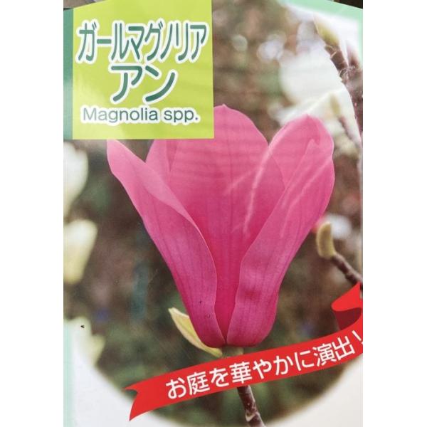 マグノリア　アン　６寸鉢植え　紅花モクレン６寸鉢植え　樹高80センチ程度モクレン（木蓮）は、木の枝いっぱいに花を咲かせる中国原産の耐寒性落葉樹です。紫色の花を咲かせるモクレンが本来のモクレンで、白い花を咲かせるモクレンは、ハクモクレン（白木...