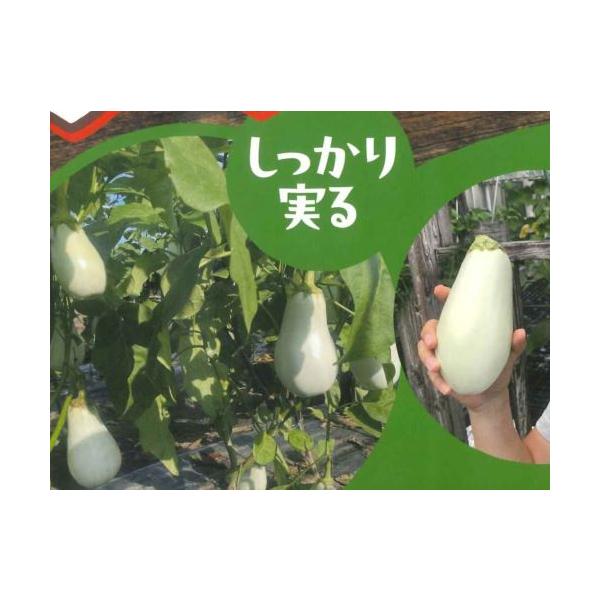 ソムリエ野菜：空前の白ナスブームが到来か！？なす加熱でとろける白なす　とろけるグリルなす３寸ポット苗　2ポットセット