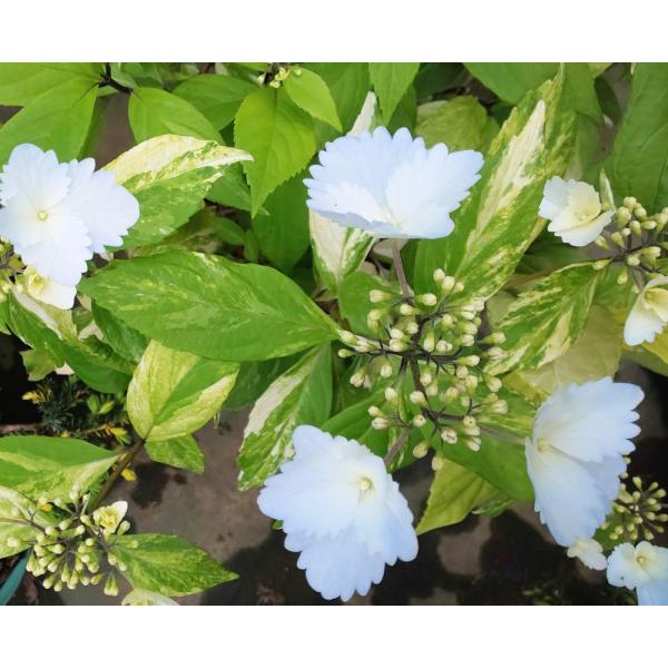 斑入り葉冬アジサイ　：紫陽花　アジサイ9センチポット植え斑入り葉冬アジサイ：紫陽花は、冬の2〜3月頃に白い花を咲かせる早咲きの常緑品種。本品種は、常緑の葉に白掃込斑が入る、とても美しい葉をもつ。