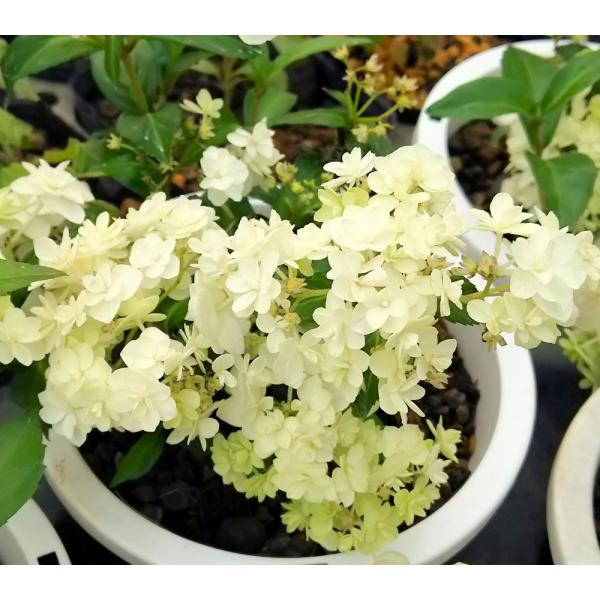 コガクウツギ　花笠　：紫陽花　　八重咲きコガクウツギ　花笠ウツギ９センチポット苗紫陽花の仲間のコガクウツギですが、本品種は折り重なるように咲く純白の八重咲き品種。