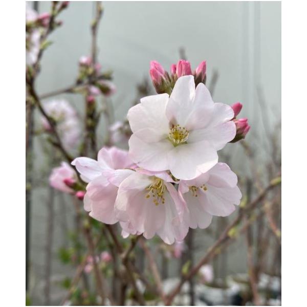 神代曙桜　ジンダイアケボノサクラ規格：６寸鉢植え、接ぎ木1〜2年生苗、樹高：70〜90cm程度神代曙桜（ジンダイアケボノザクラ：花は中輪の一重咲きで淡紅色。ソメイヨシノ系の桜で都立神代植物公園に原木があります。染井吉野桜よりも病気に掛かりに...