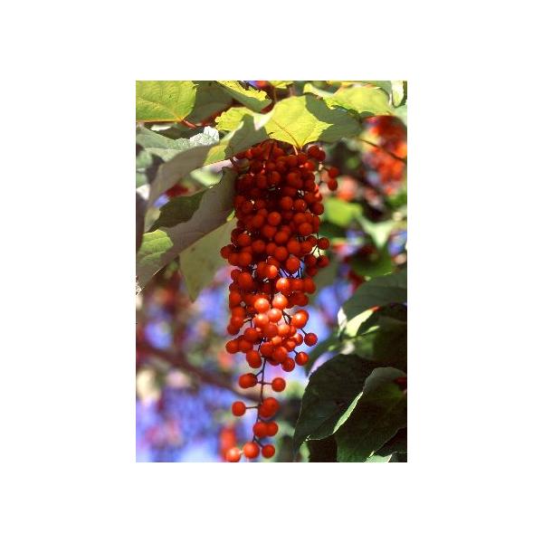 イイギリ（南天桐）イイギリ科イイギリ属4寸ポット　樹高30〜40センチ程度＊雌雄は不明です。