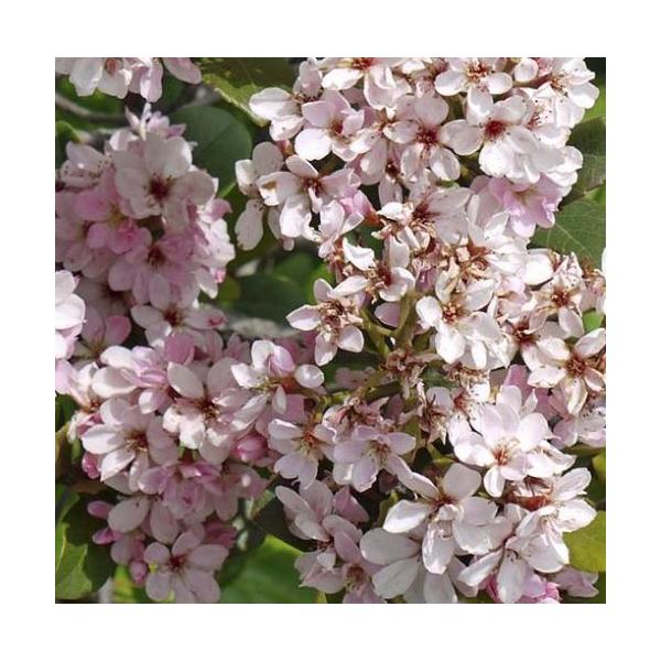 紅花シャリンバイ（紅花車輪梅）<br>5寸ポット植え<br>バラ科<br>開花時期：5月頃<br>道路の植え込みなどで見かけるシャリンバイは白花が主流ですが本品種は、珍しい紅花のシャリンバイです。