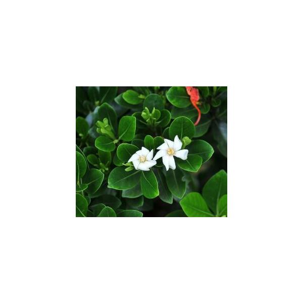 ドワーフティアレ　ティアレタヒチ　５寸鉢植え**本品種（ドワーフティアレ）は、小さな樹形でも花を咲かせるティアレです。葉の大きさや樹形に関してはティアレと同じような感じになります。タヒチクチナシは、ティアレ・タヒチ（タヒチニアン・ガーデニア...