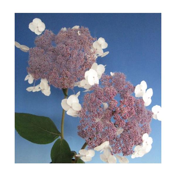 アジサイ　アスペラ　紅旗：紫陽花　アジサイ9センチポット植えアジサイ　アスペラ　紅旗：特徴的な紅色の葉で、花はピンク色に白いガクが咲く人気品種　。