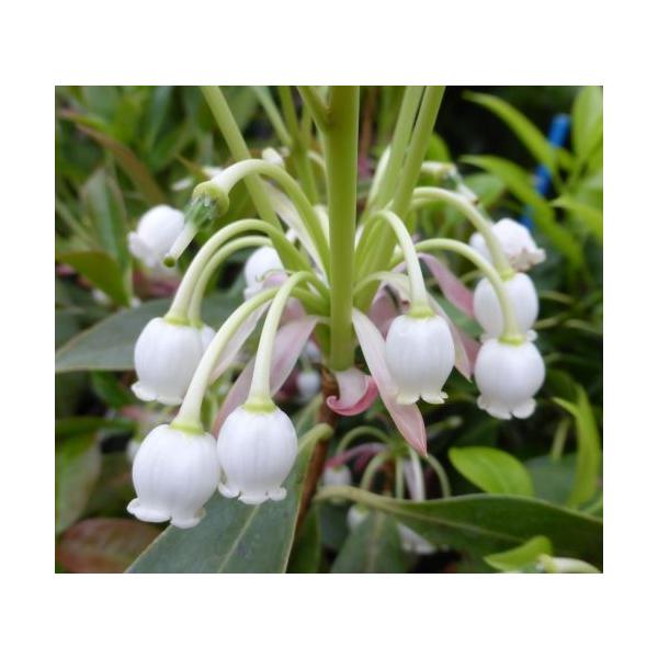 白花　ホンコンドウダンツツジ　（白花香港ドウダンツツジ）中国原産の常緑性ドウダンツツジで、通常種はピンク色の花を咲かせピンクシャンデリアと呼ばれていますが、本品種は純白の花を咲かせるとても珍しい品種。9センチポット苗ツツジ科　耐寒性常緑性低...