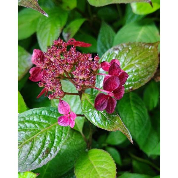 山紫陽花　赤兵衛<BR>9センチポット<BR>赤兵衛　山紫陽花　：丸弁で独特な濃色の小輪一重咲きの美しい山紫陽花。葉が黒葉になる場合もある。