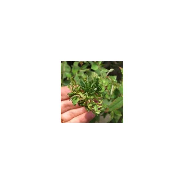 バラ（緑の薔薇）　中国原産の原種系 グリーン・ローズ葉色と同じ緑色の花を咲かせます。５寸鉢植え
