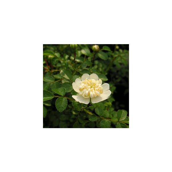 5寸鉢植え白花　テリハノイバラ（照葉野薔薇） 丁字咲き（唐子咲き）カラコザキ　日本の代表的なバラの原種の１つで、「野バラ」と呼ばれています。「ノイバラ」との違いは、名前にもあるように、当該種の葉は両面ともに無毛で、表面に光沢がある事で 簡単...